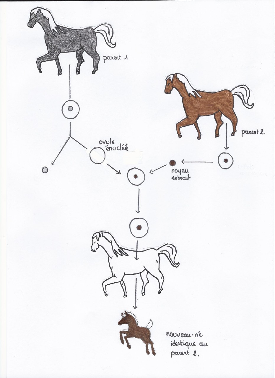 Le clonage par transfert de noyau d'une cellule adulte :: Le clonage ...