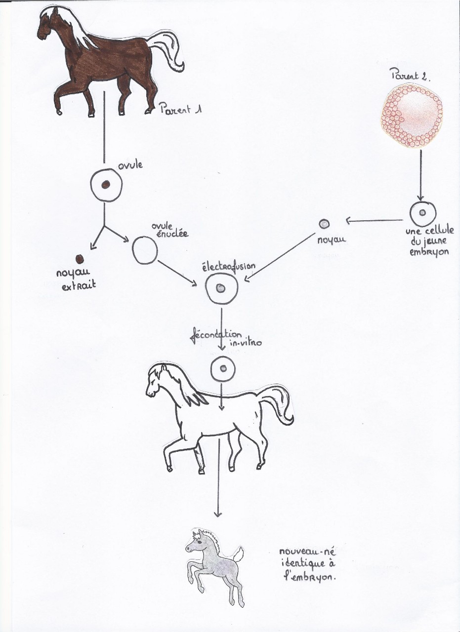 Le clonage par transfert d'une cellule embryonnaire :: Le clonage ...