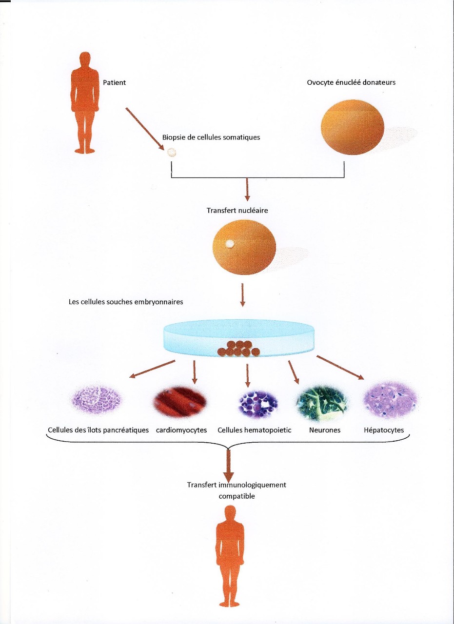 Comment obtenir des cellules souches ? :: Le clonage humain et ses limites